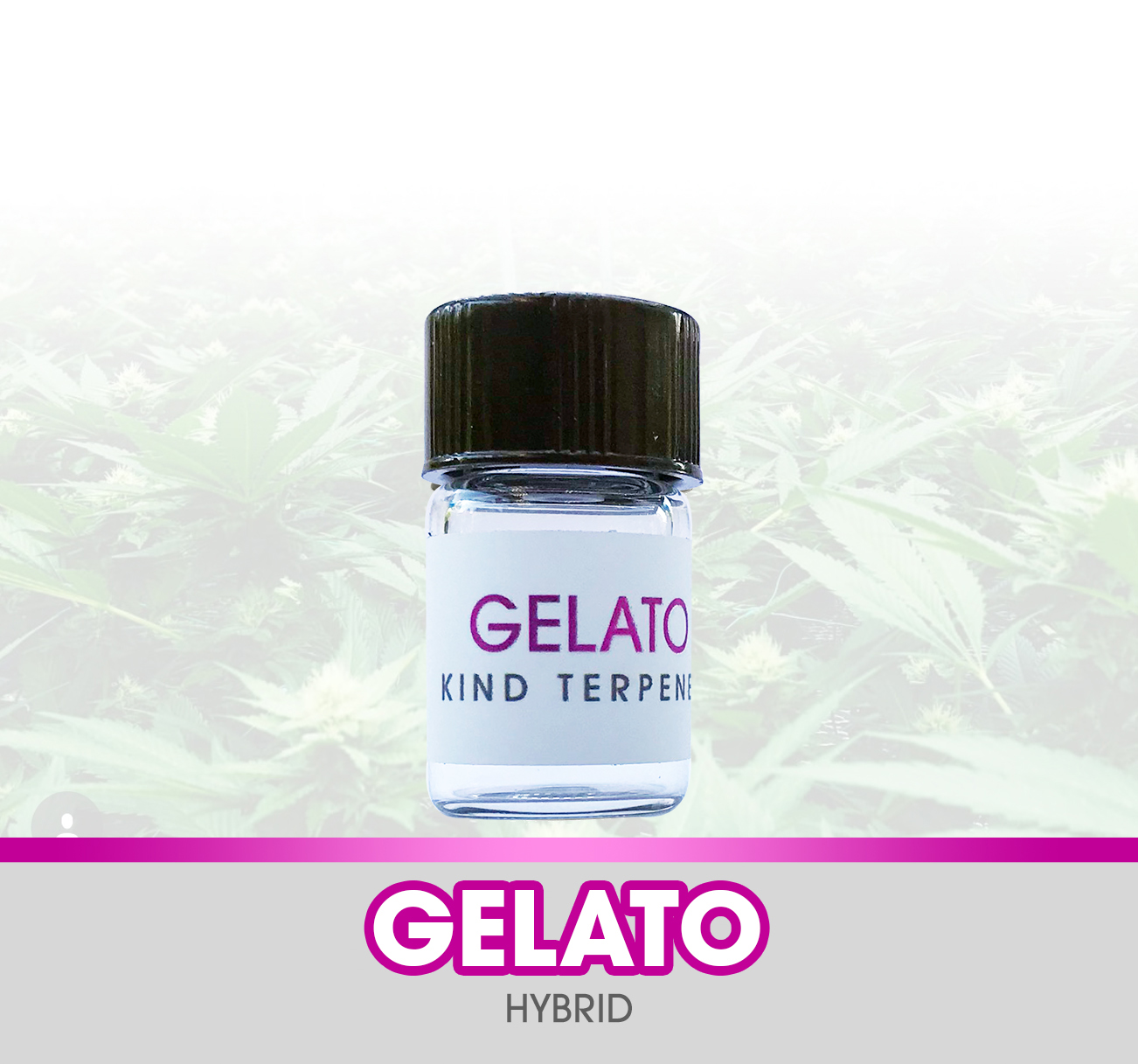 Gelato - Kind Terpenes