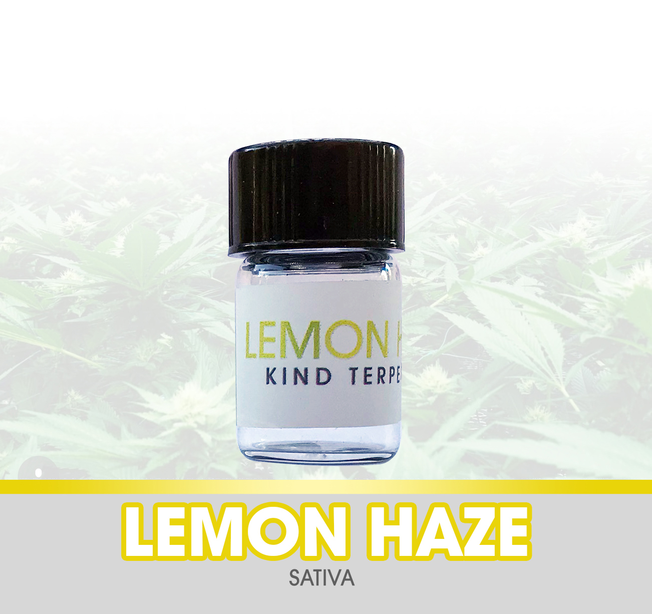 Lemon Haze - Kind Terpenes