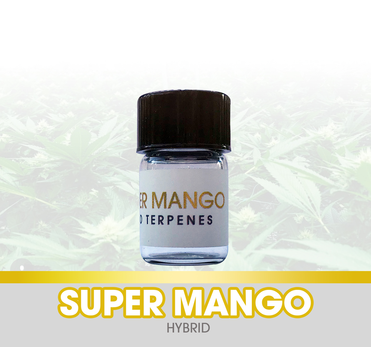 Super Mango OG Kush - Kind Terpenes