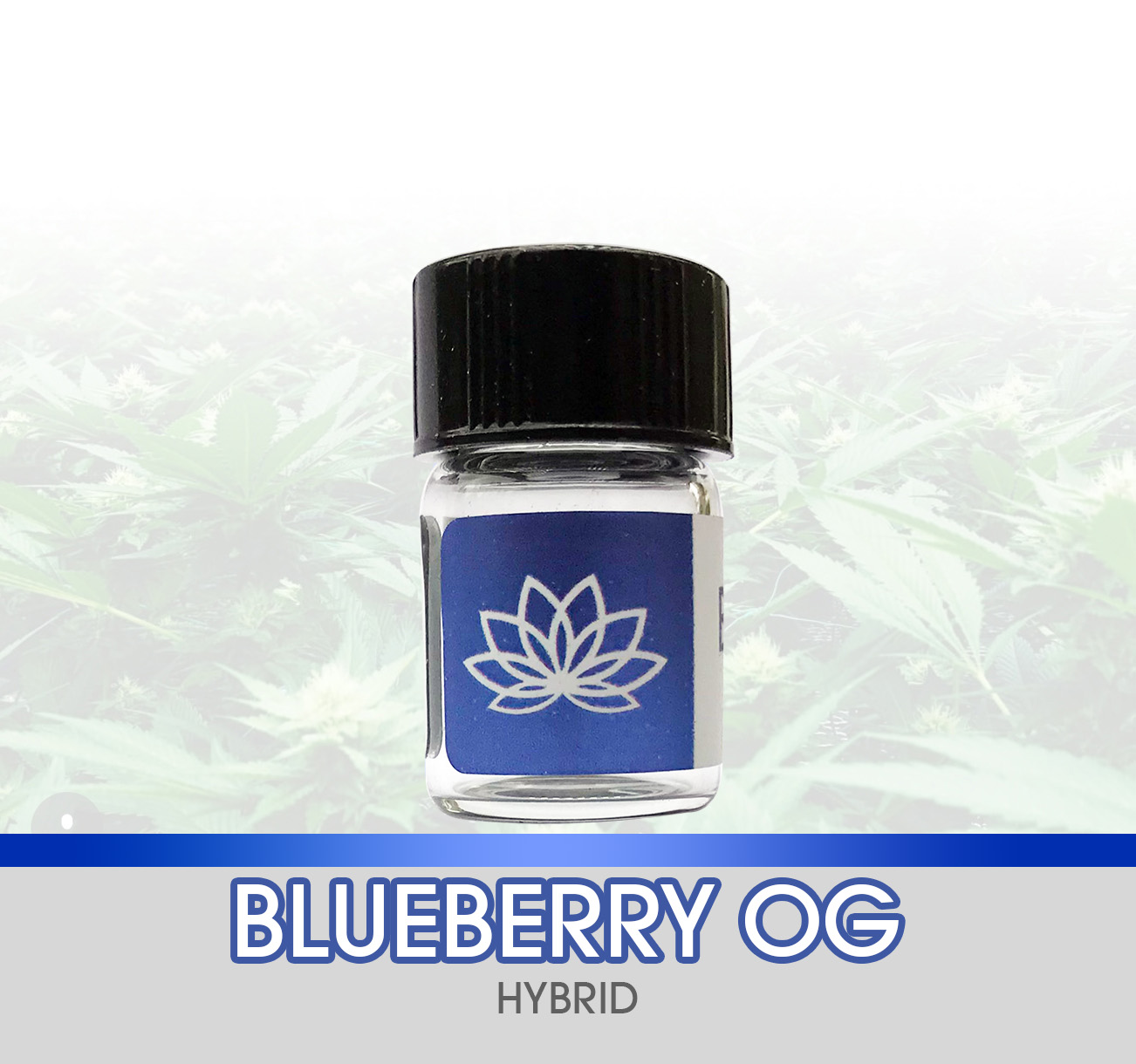 Blueberry OG - Kind Terpenes